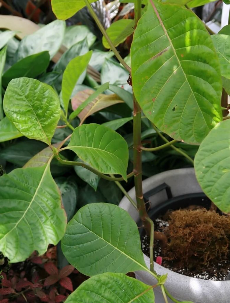 16+ Best Medicinal Plants And Their Uses (With Names and Pictures)