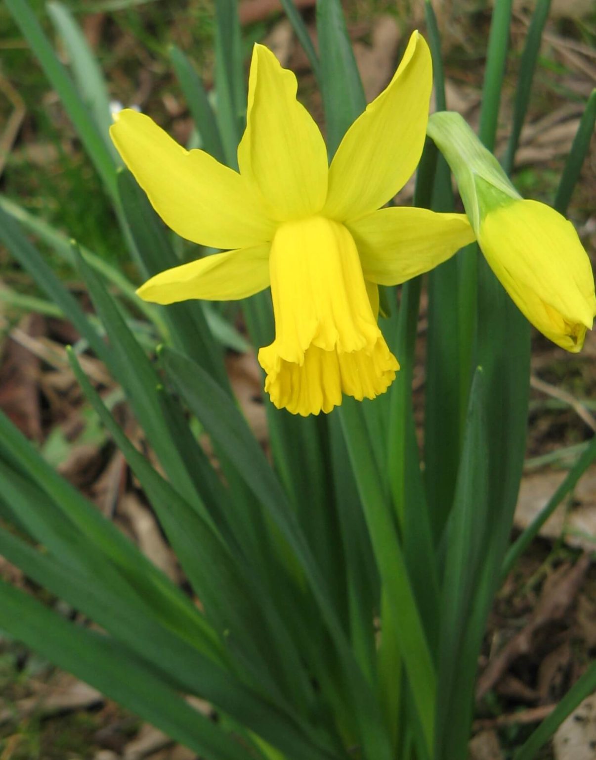 Types of Daffodil Flowers: How To Grow, and Care For Narcissus Bulbs