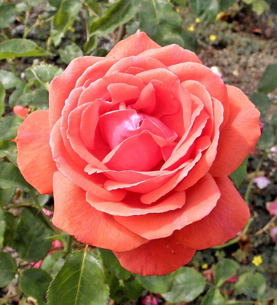 50+ Popular Types Of Roses With Pictures (By Names, Shapes, Colors)