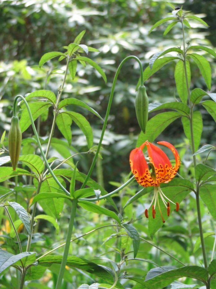 46+ Different Types Of Lilies With Names, Facts & Pictures