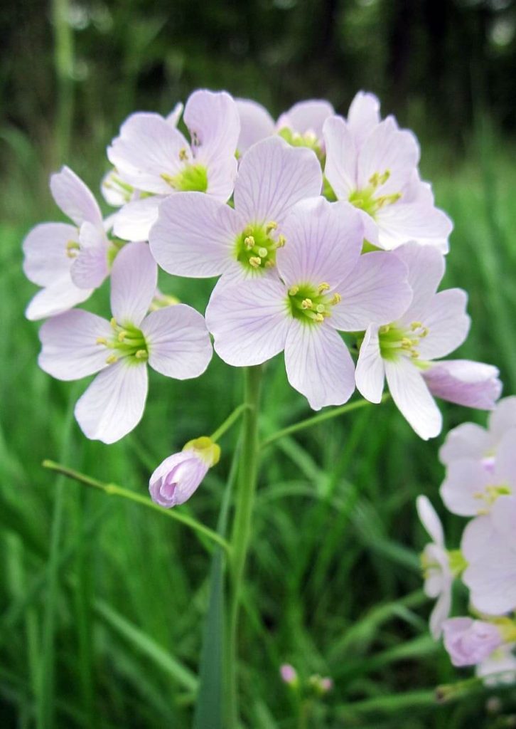350+ Different Types Of Flowers With Names and Pictures (A-Z)