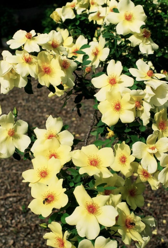 50+ Popular Types Of Roses With Pictures (By Names, Shapes, Colors)