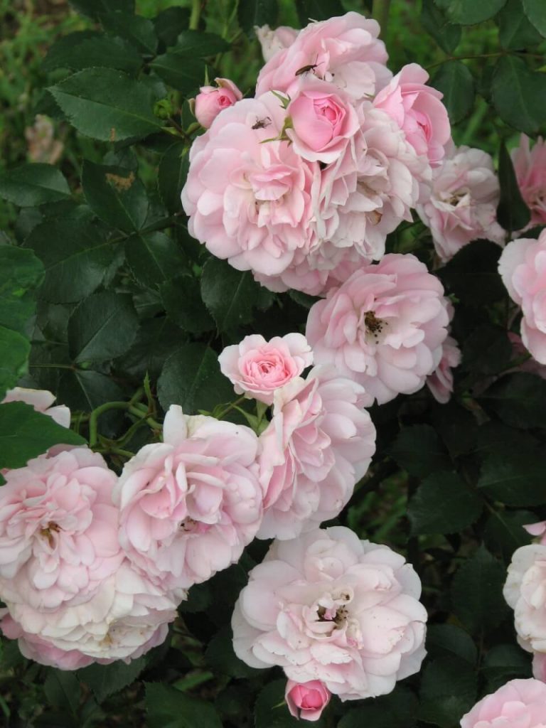 50+ Popular Types Of Roses With Pictures (By Names, Shapes, Colors)