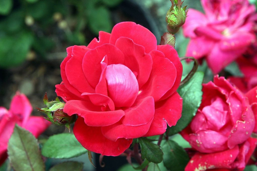 50+ Popular Types Of Roses With Pictures (By Names, Shapes, Colors)