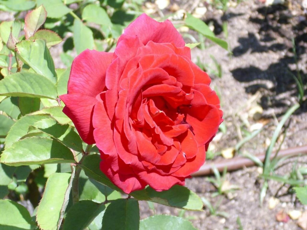 50+ Popular Types Of Roses With Pictures (By Names, Shapes, Colors)