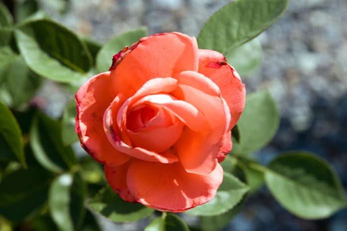 50+ Popular Types Of Roses With Pictures (By Names, Shapes, Colors)