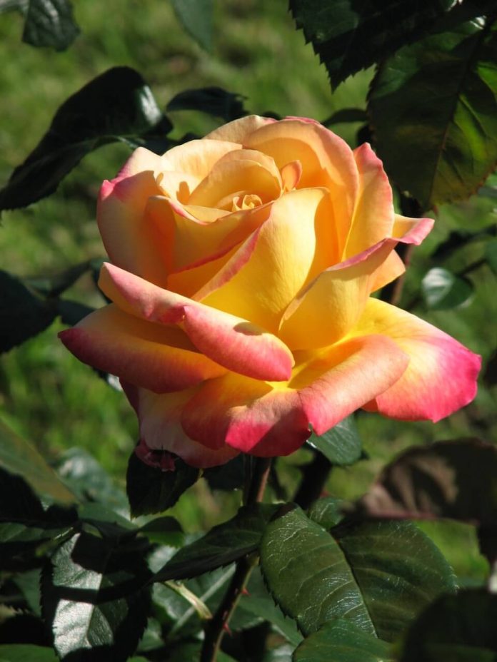 50+ Popular Types Of Roses With Pictures (By Names, Shapes, Colors)