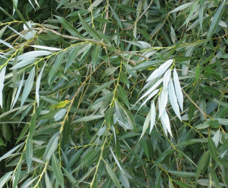 16+ Best Medicinal Plants And Their Uses (With Names and Pictures)