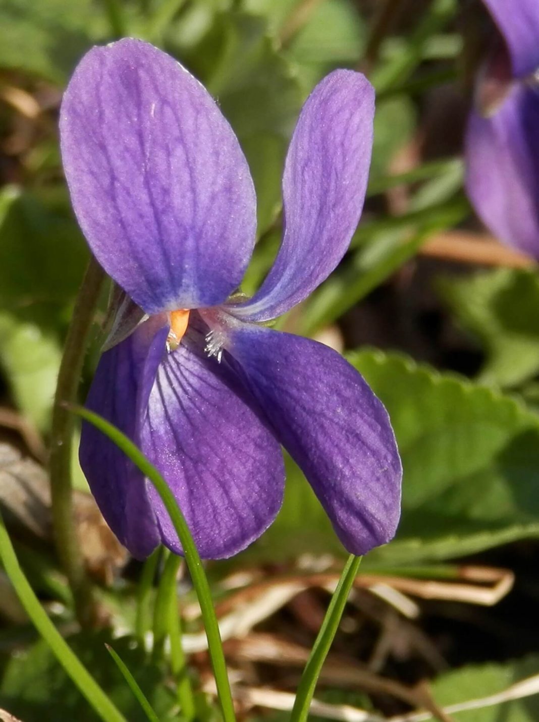 16+ Best Medicinal Plants And Their Uses (With Names and Pictures)