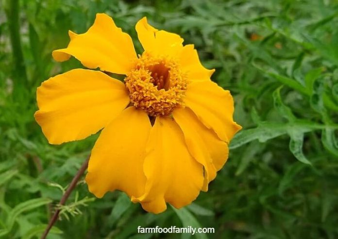 Marigold Flowers: Varieties, Uses, Meaning, Growing, and Care Tips