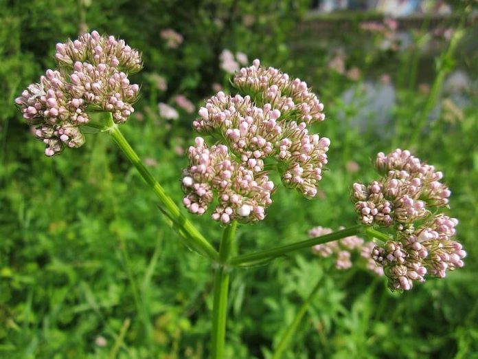 16+ Best Medicinal Plants And Their Uses (With Names and Pictures)