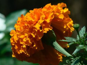 Marigold Flowers: Varieties, Uses, Meaning, Growing, and Care Tips