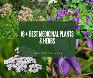 16+ Best Medicinal Plants And Their Uses (With Names and Pictures)