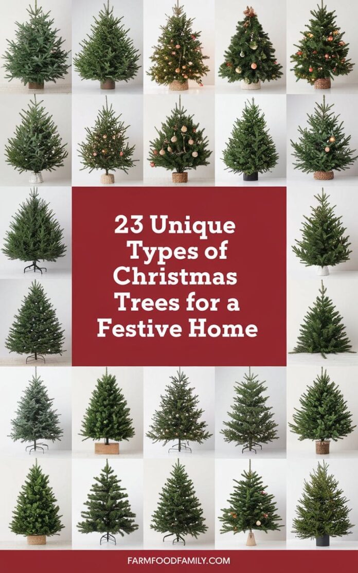 23+ Different Types Of Christmas Trees (With Pictures & Advantages)