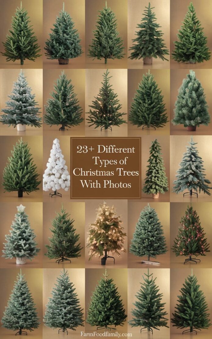 23+ Different Types Of Christmas Trees (With Pictures & Advantages)
