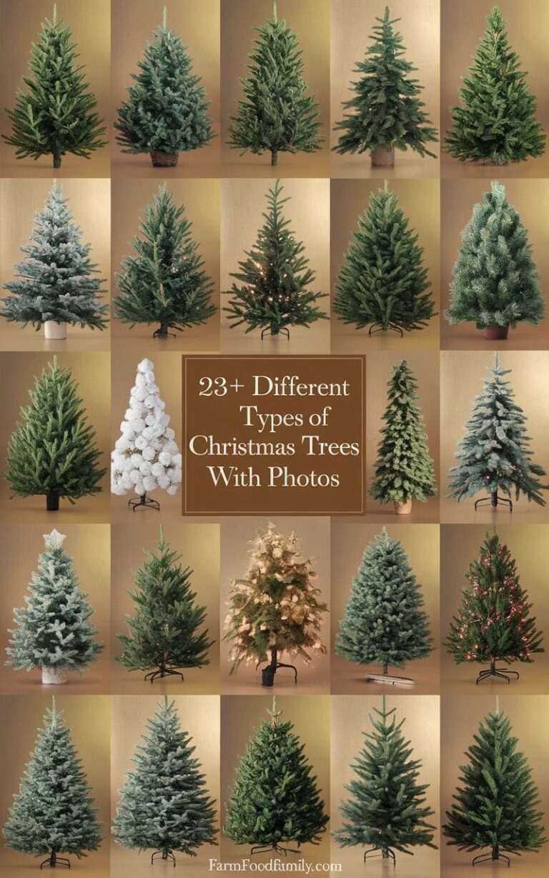 23+ Different Types Of Christmas Trees (With Pictures & Advantages)