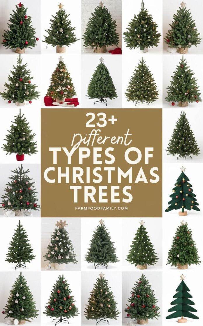 23+ Different Types Of Christmas Trees (With Pictures & Advantages)