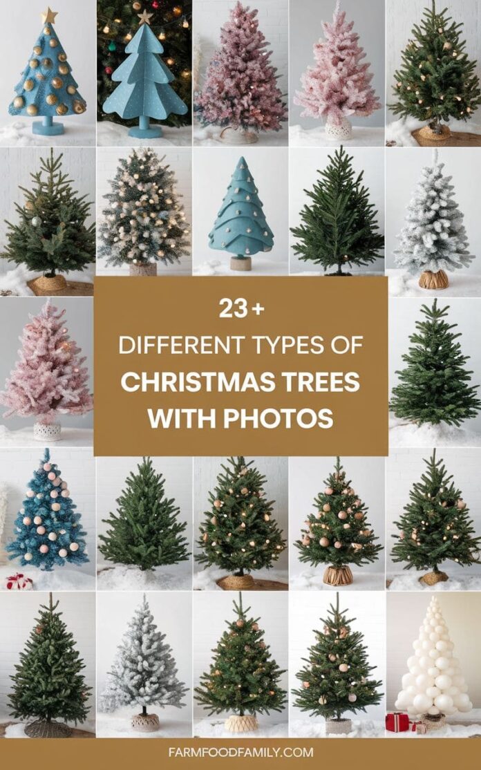 23+ Different Types Of Christmas Trees (With Pictures & Advantages)