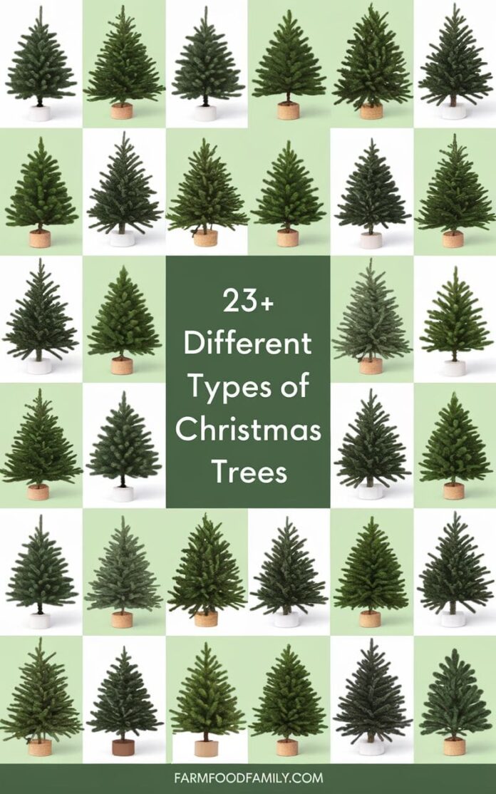 23+ Different Types Of Christmas Trees (With Pictures & Advantages)