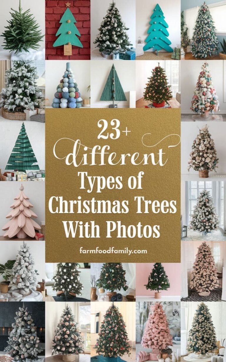 23+ Different Types Of Christmas Trees (With Pictures & Advantages)