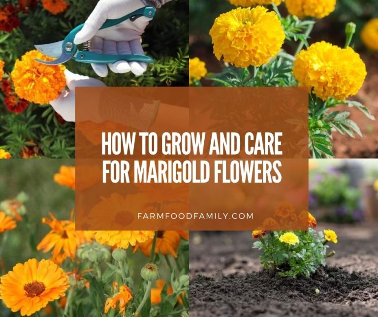 Marigold Flowers: Varieties, Uses, Meaning, Growing, and Care Tips