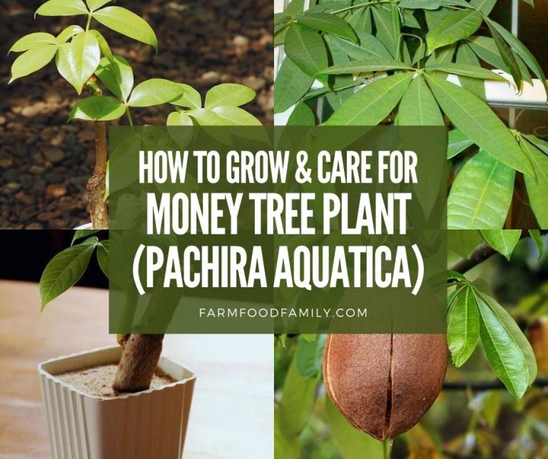 Money Tree Plant (Pachira Aquatica): Meaning, Growing, and Care Guide