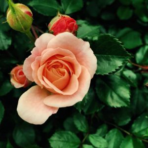 50+ Popular Types Of Roses With Pictures (By Names, Shapes, Colors)