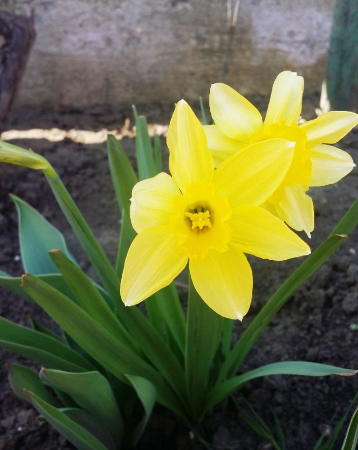 Types of Daffodil Flowers: How To Grow, and Care For Narcissus Bulbs