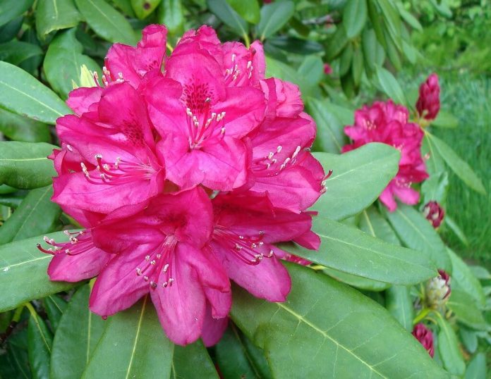 15+ Types Of Rhododendrons: Varieties, Problems, Meaning & Growing