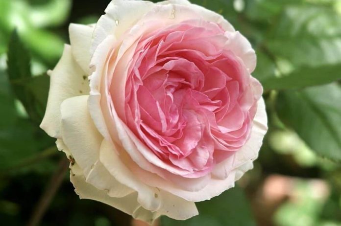 50+ Popular Types Of Roses With Pictures (By Names, Shapes, Colors)