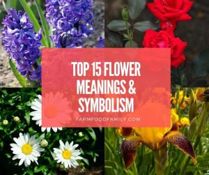 Top 15 Flower Meanings: Flower Symbolism and Significance from History