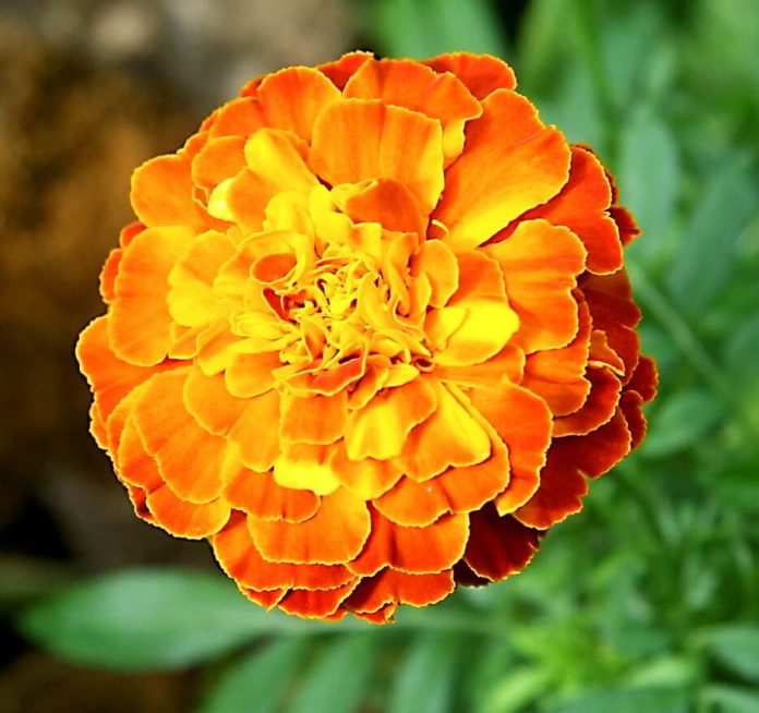 Marigold Flowers: Varieties, Uses, Meaning, Growing, and Care Tips