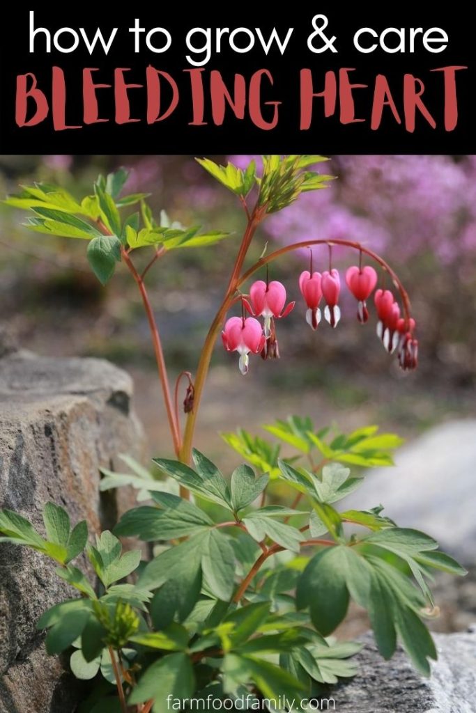 Bleeding Heart: How To Grow and Care For Lamprocapnos Spectabilis