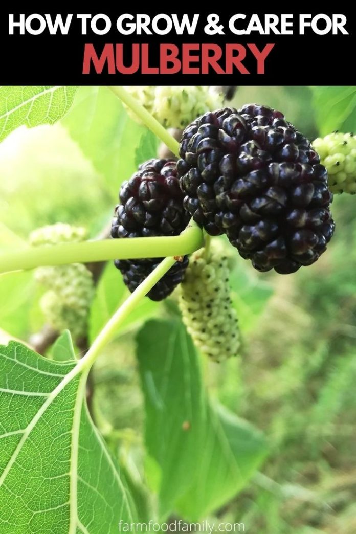 Mulberry Tree: Identification, Growing, Care, Benefits, Uses