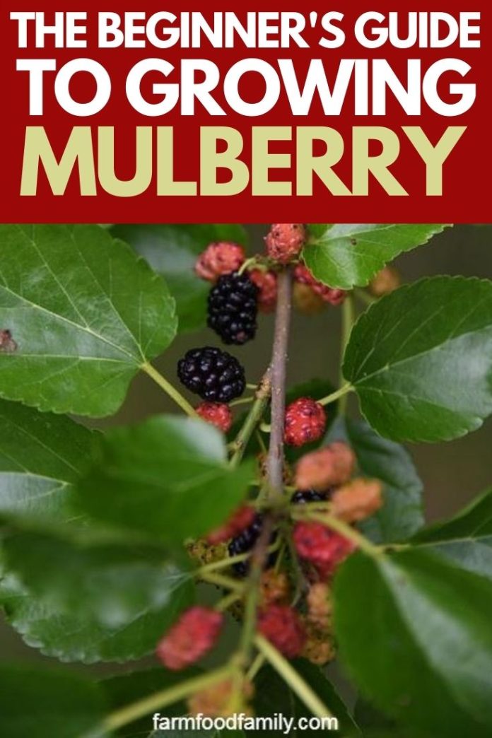 Mulberry Tree: Identification, Growing, Care, Benefits, Uses