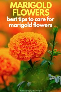Marigold Flowers: Varieties, Uses, Meaning, Growing, and Care Tips