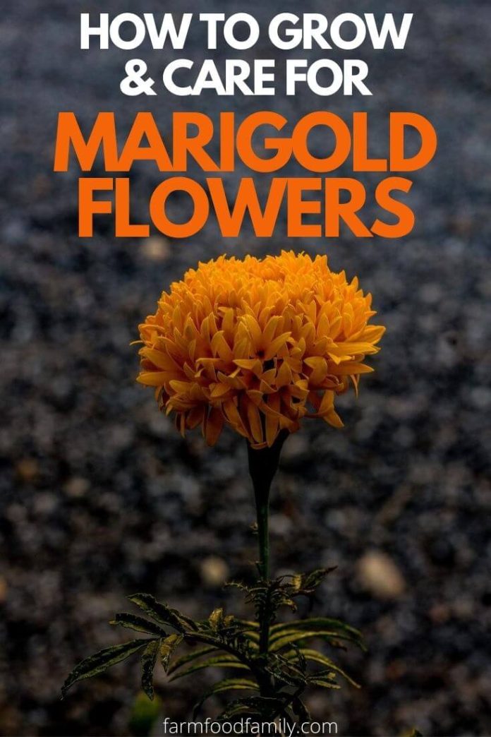 Marigold Flowers: Varieties, Uses, Meaning, Growing, and Care Tips