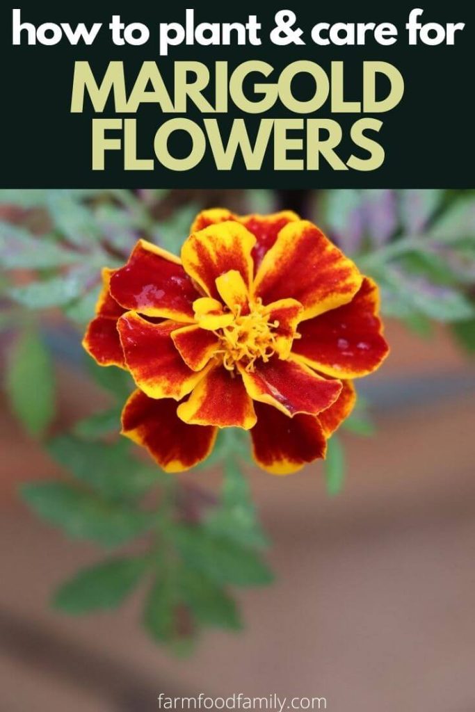 Marigold Flowers: Varieties, Uses, Meaning, Growing, and Care Tips