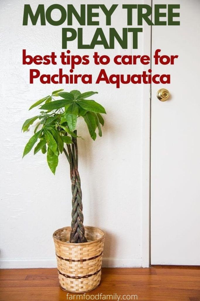 Money Tree Plant (Pachira Aquatica): Meaning, Growing, and Care Guide