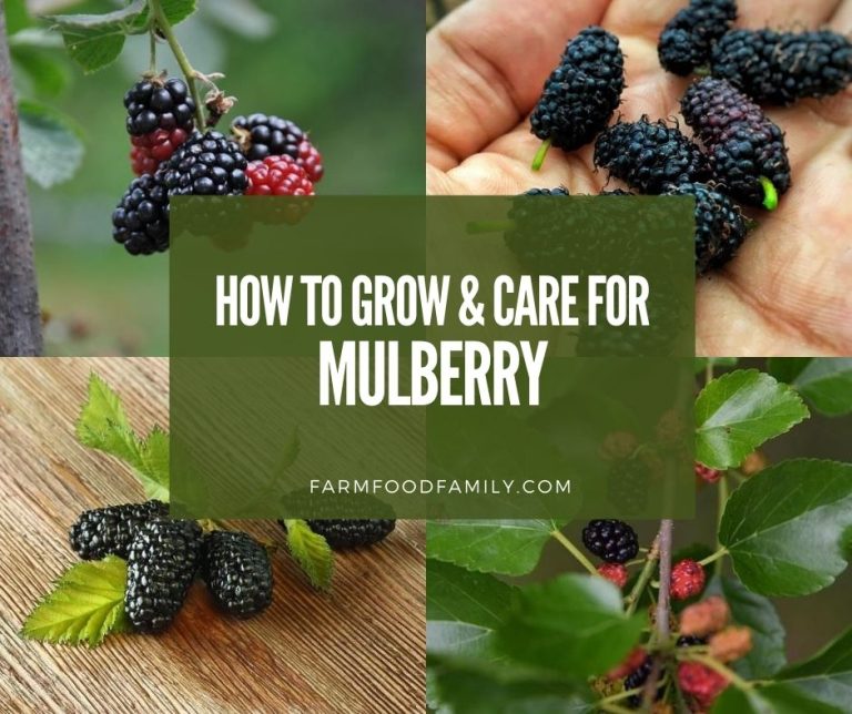 Mulberry Tree: Identification, Growing, Care, Benefits, Uses
