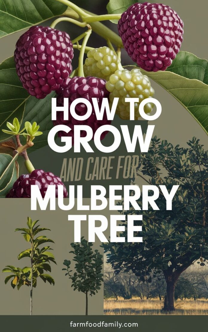 Mulberry Tree: Identification, Growing, Care, Benefits, Uses