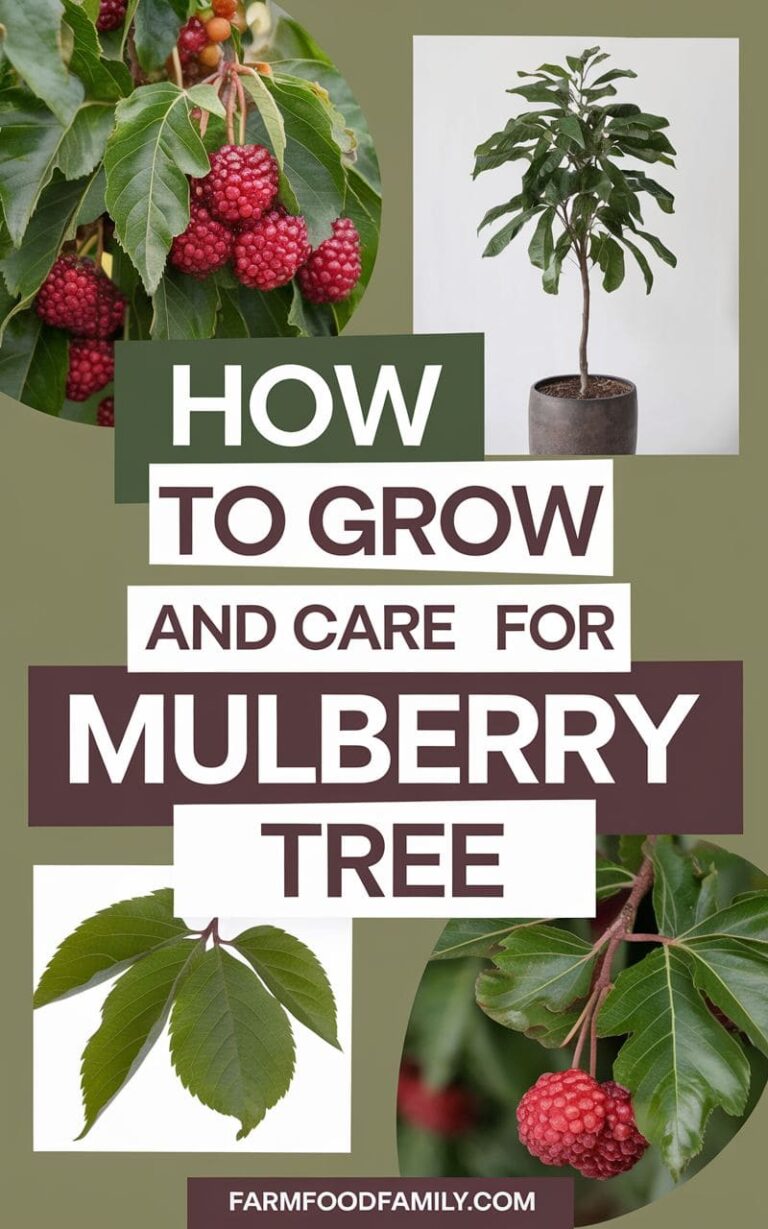 Mulberry Tree: Identification, Growing, Care, Benefits, Uses