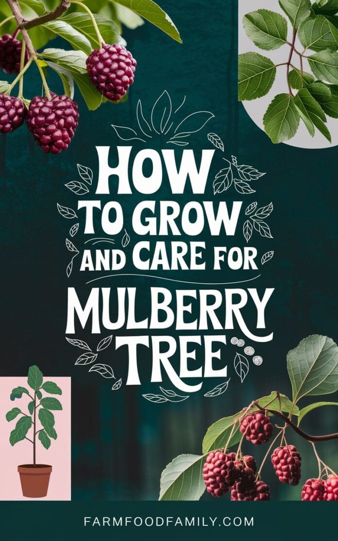 Mulberry Tree: Identification, Growing, Care, Benefits, Uses