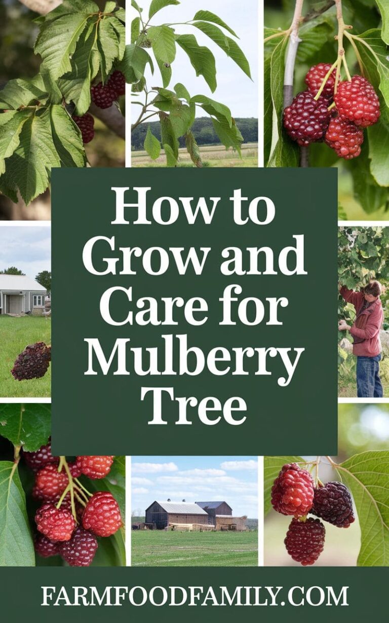 Mulberry Tree: Identification, Growing, Care, Benefits, Uses