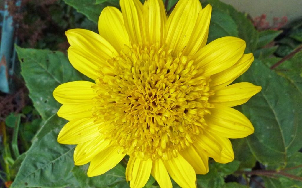 350+ Different Types Of Flowers With Names and Pictures (A-Z)