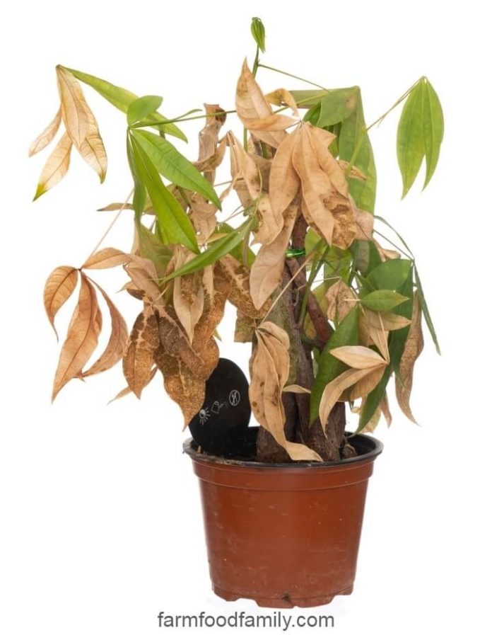 Money Tree Plant (Pachira Aquatica): Meaning, Growing, and Care Guide
