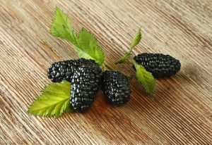 Mulberry Tree: Identification, Growing, Care, Benefits, Uses