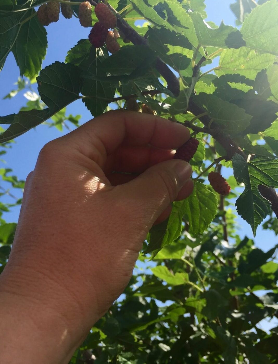 Mulberry Tree: Identification, Growing, Care, Benefits, Uses