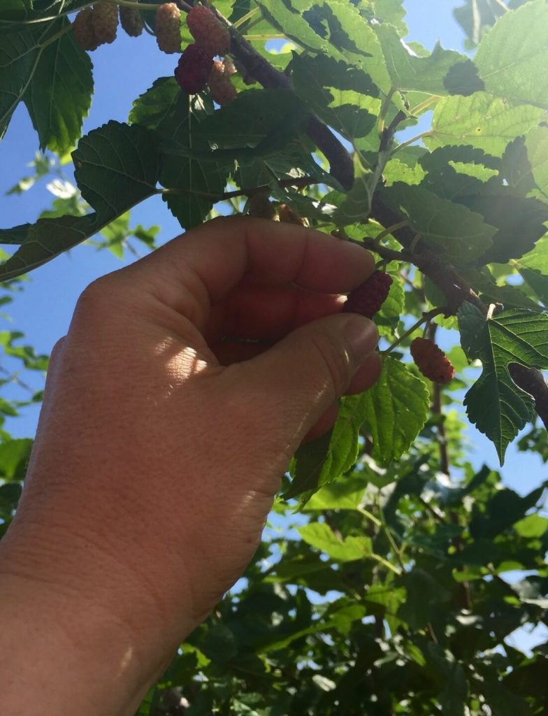 Mulberry Tree: Identification, Growing, Care, Benefits, Uses