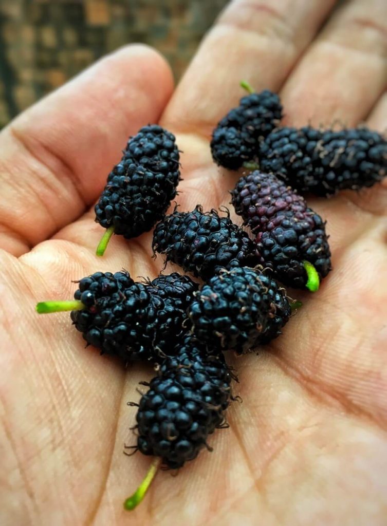 Mulberry Tree: Identification, Growing, Care, Benefits, Uses